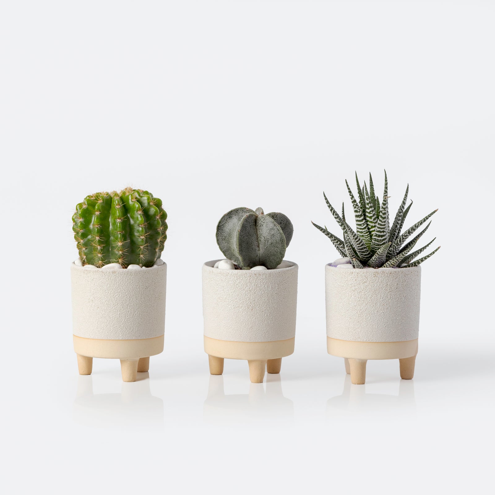 Terrarium Near Me Aventura | Cactu Deliver Miami Brickell | Succulent