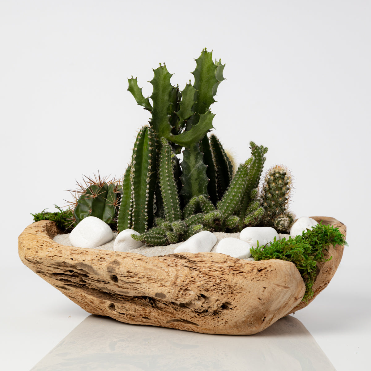 Terrarium Near Me Aventura | Cactu Deliver Miami Brickell | Succulent